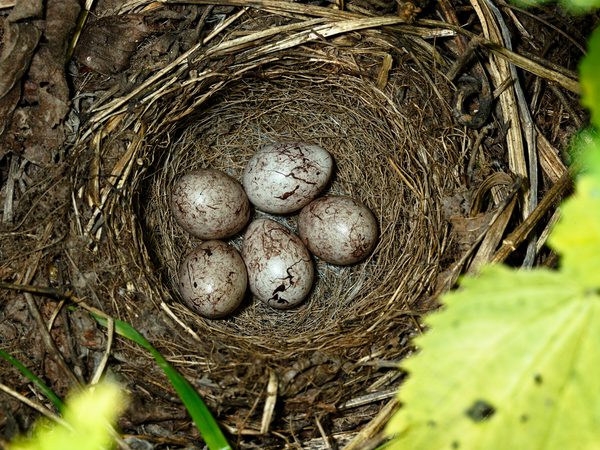 Yellowhammer Bird Facts Emberiza Citrinella Birdfact