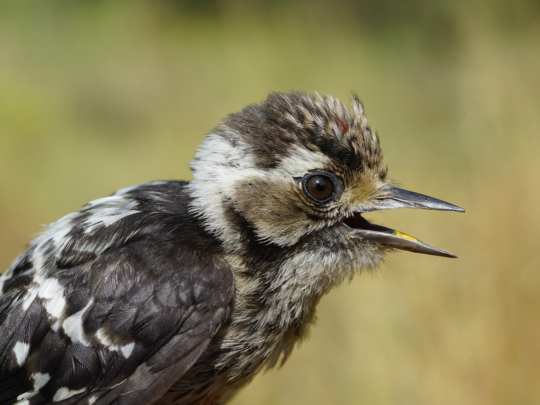 Lesser Spotted Woodpecker Bird Facts (Dryobates minor) | Birdfact