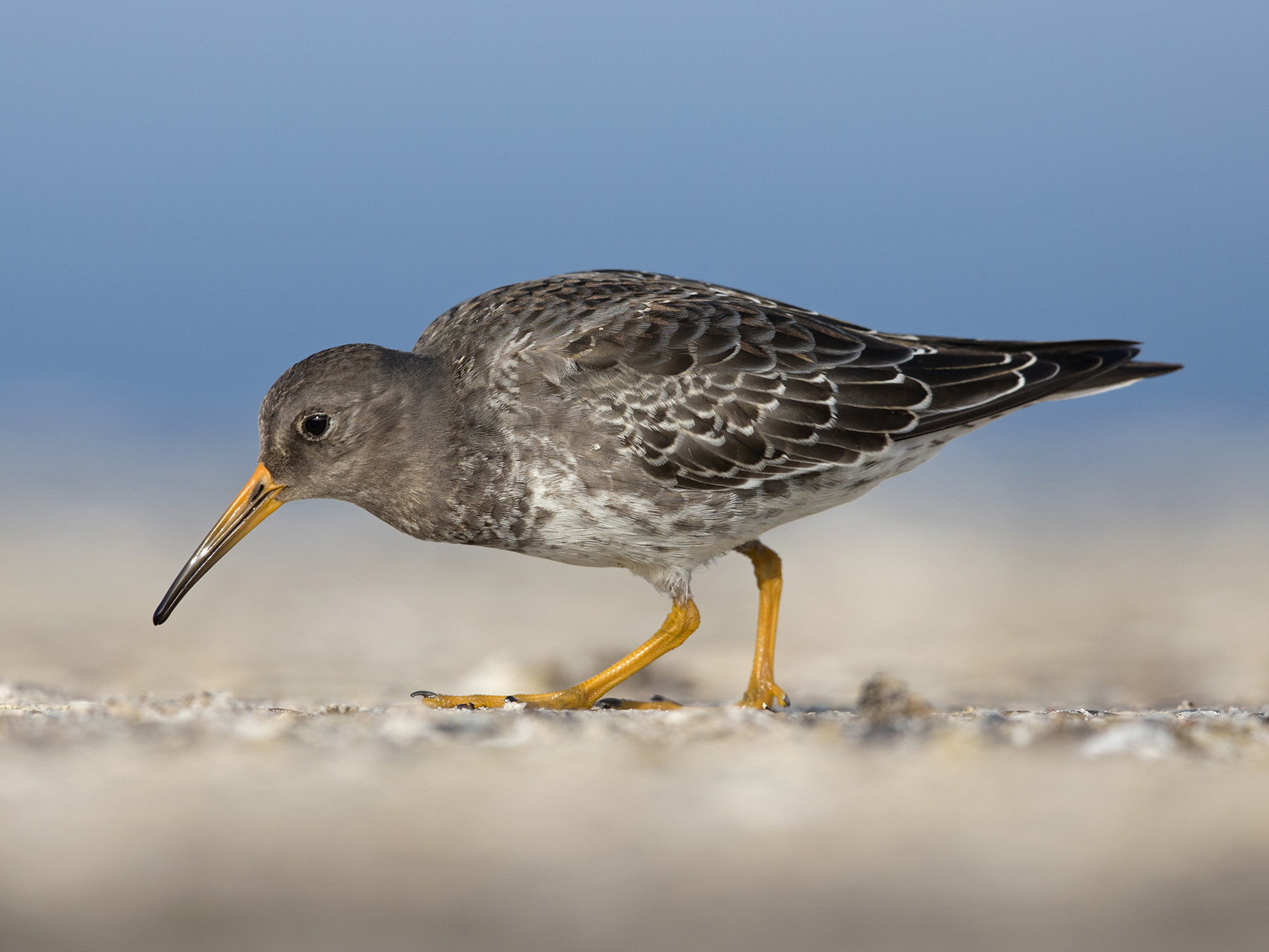Purple Sandpiper | Birdfact
