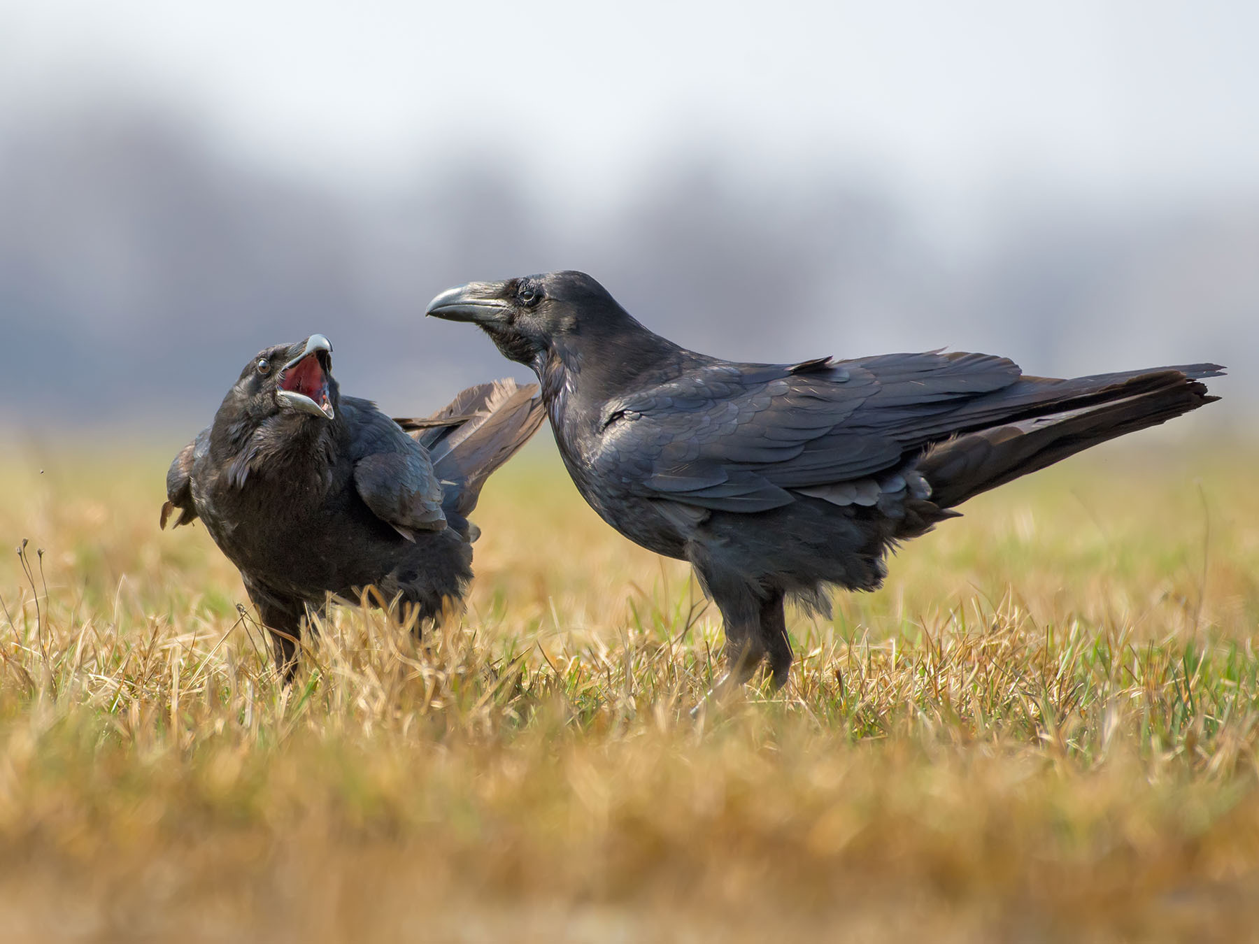 Raven Nesting (Behavior, Eggs + Location) | Birdfact