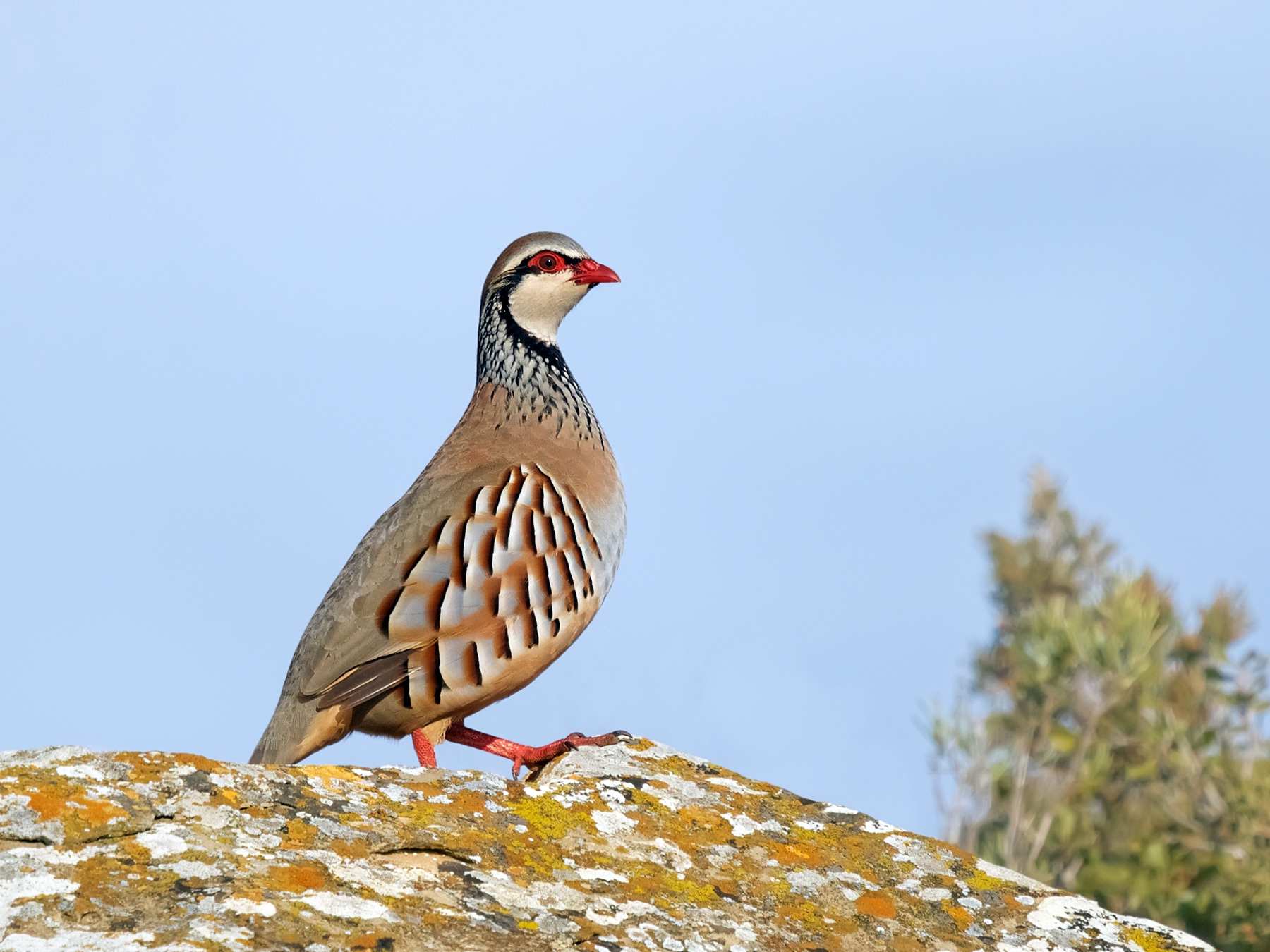 Red-legged Partridge | Birdfact