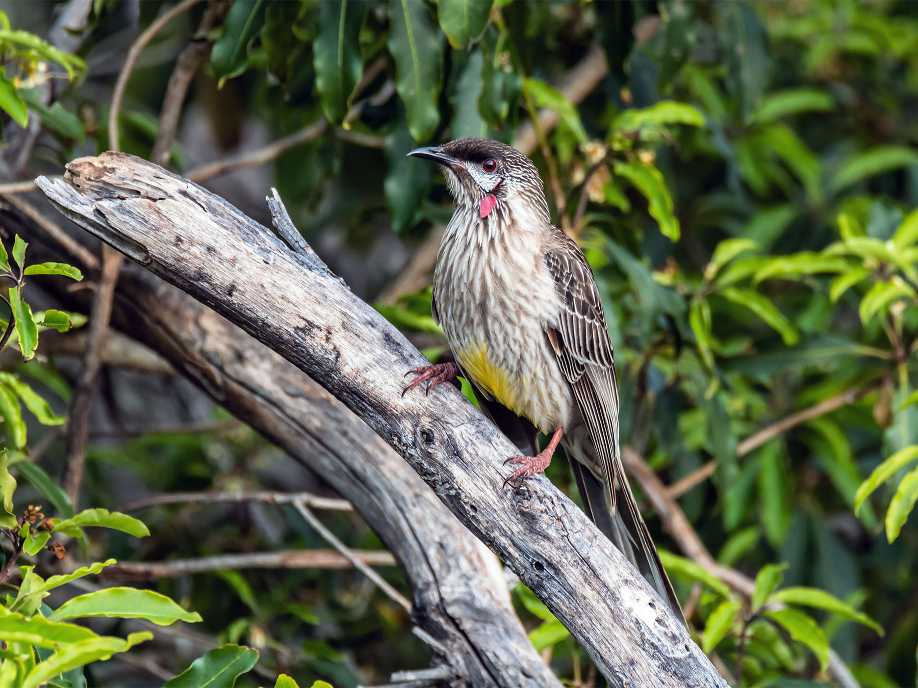 Red Wattlebird | Birdfact