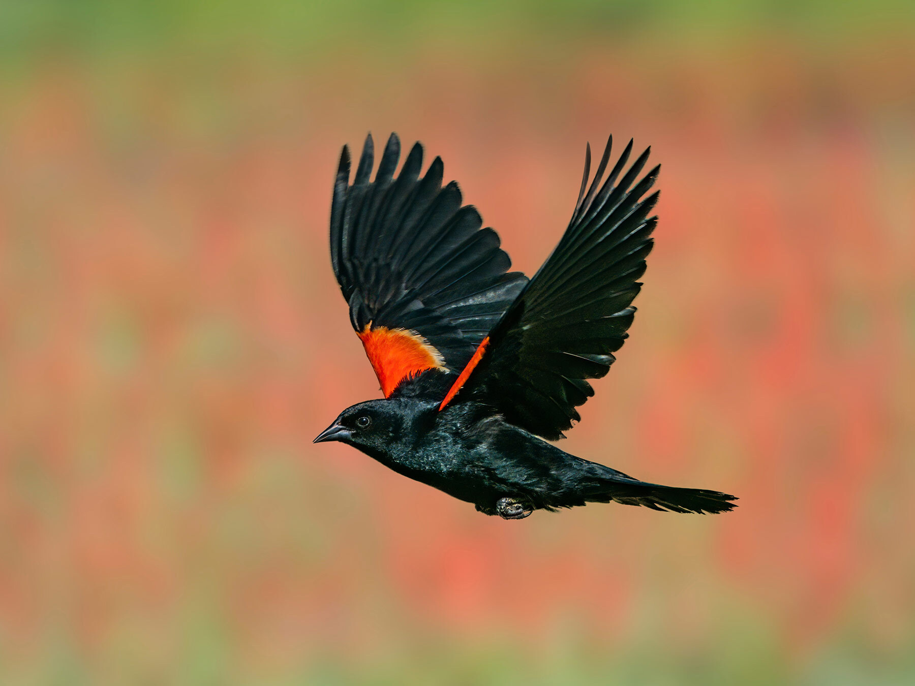 Red-winged Blackbird Migration: A Complete Guide | Birdfact