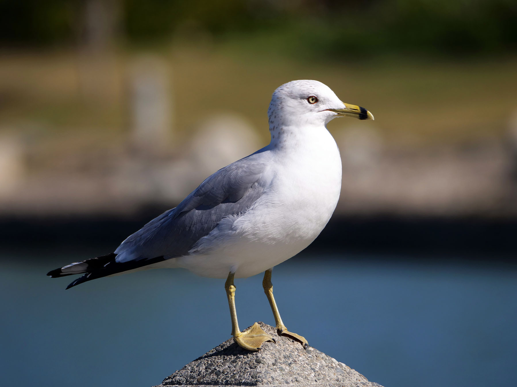Ring-billed Gull | Birdfact