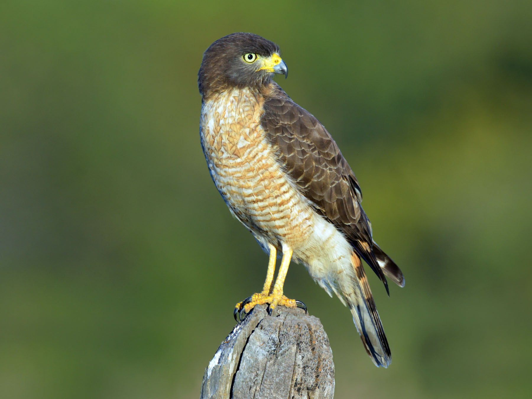 Roadside Hawk | Birdfact