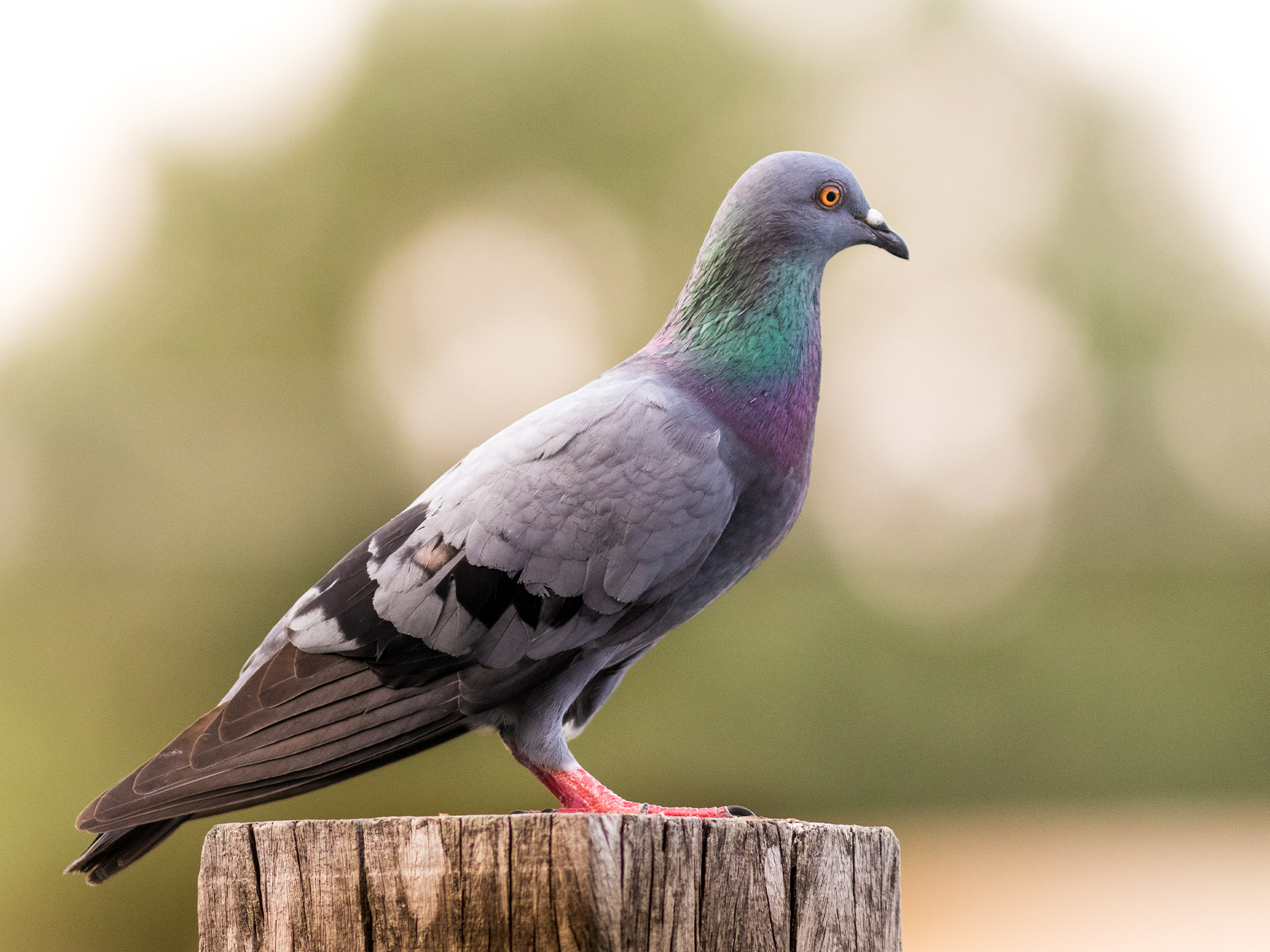 Rock Dove | Birdfact