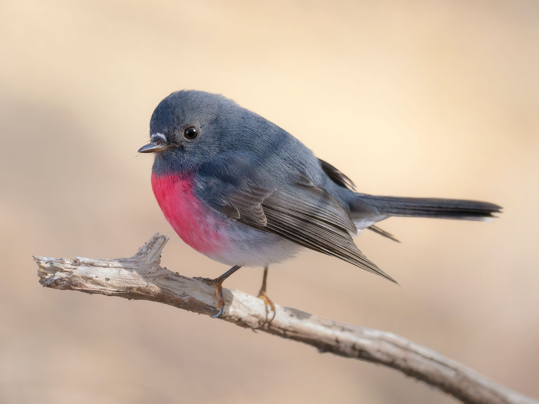 Rose Robin | Birdfact