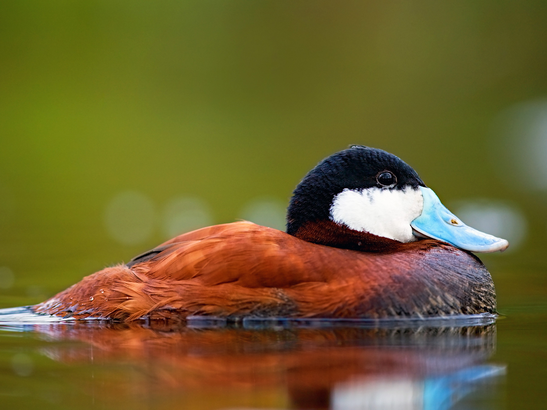 Ruddy Duck | Birdfact