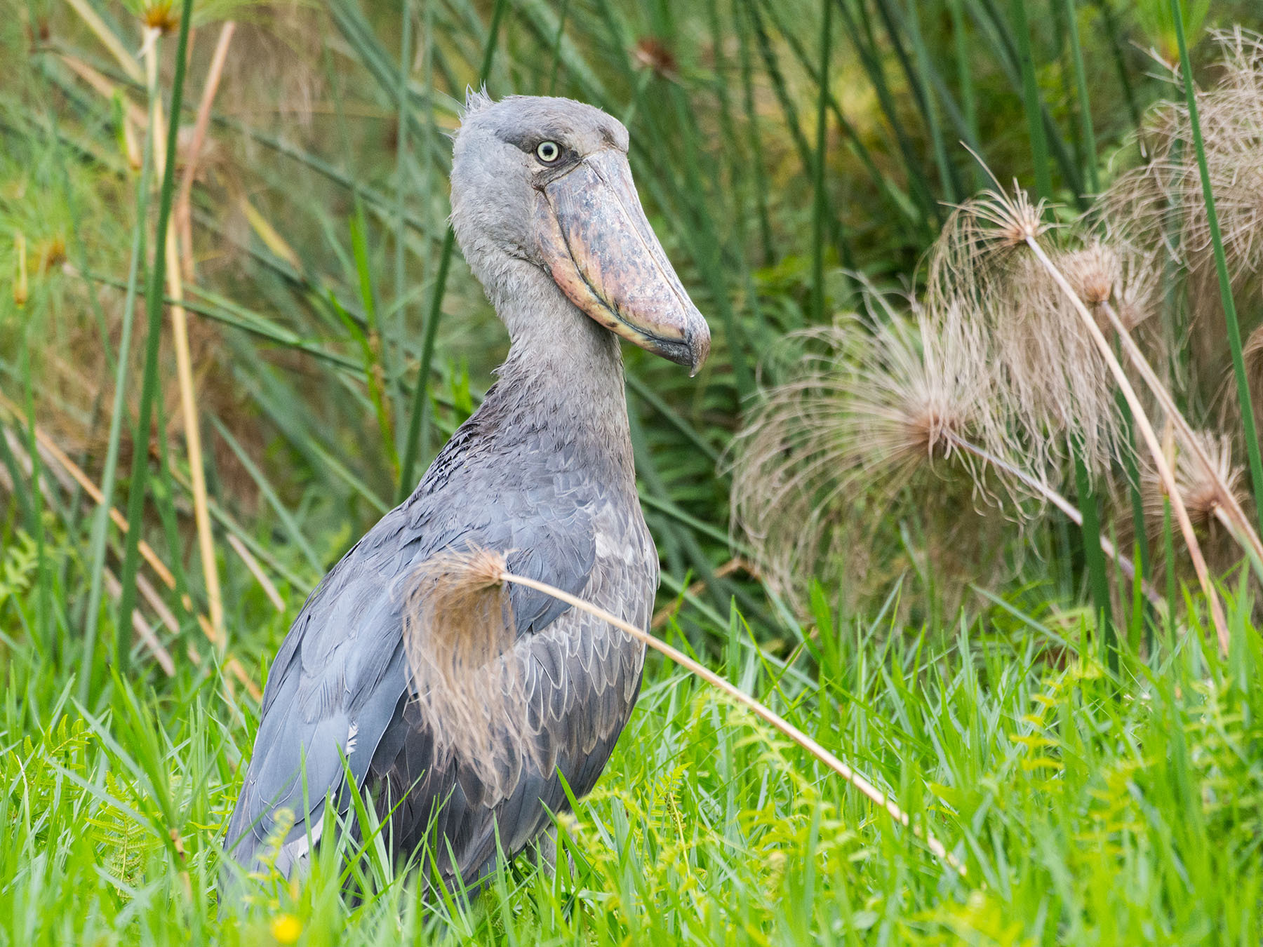 Shoebill | Birdfact
