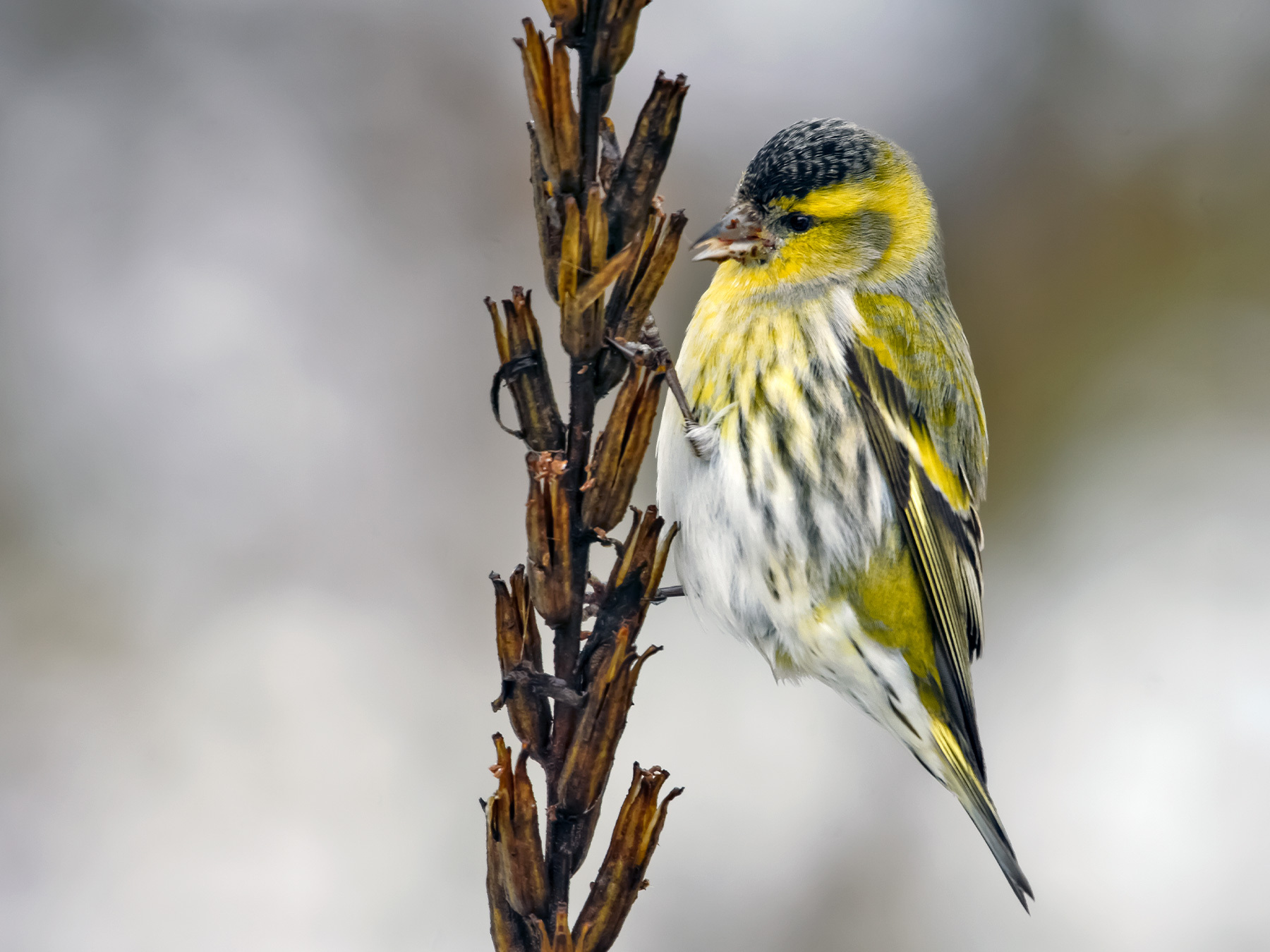 Eurasian Siskin | Birdfact