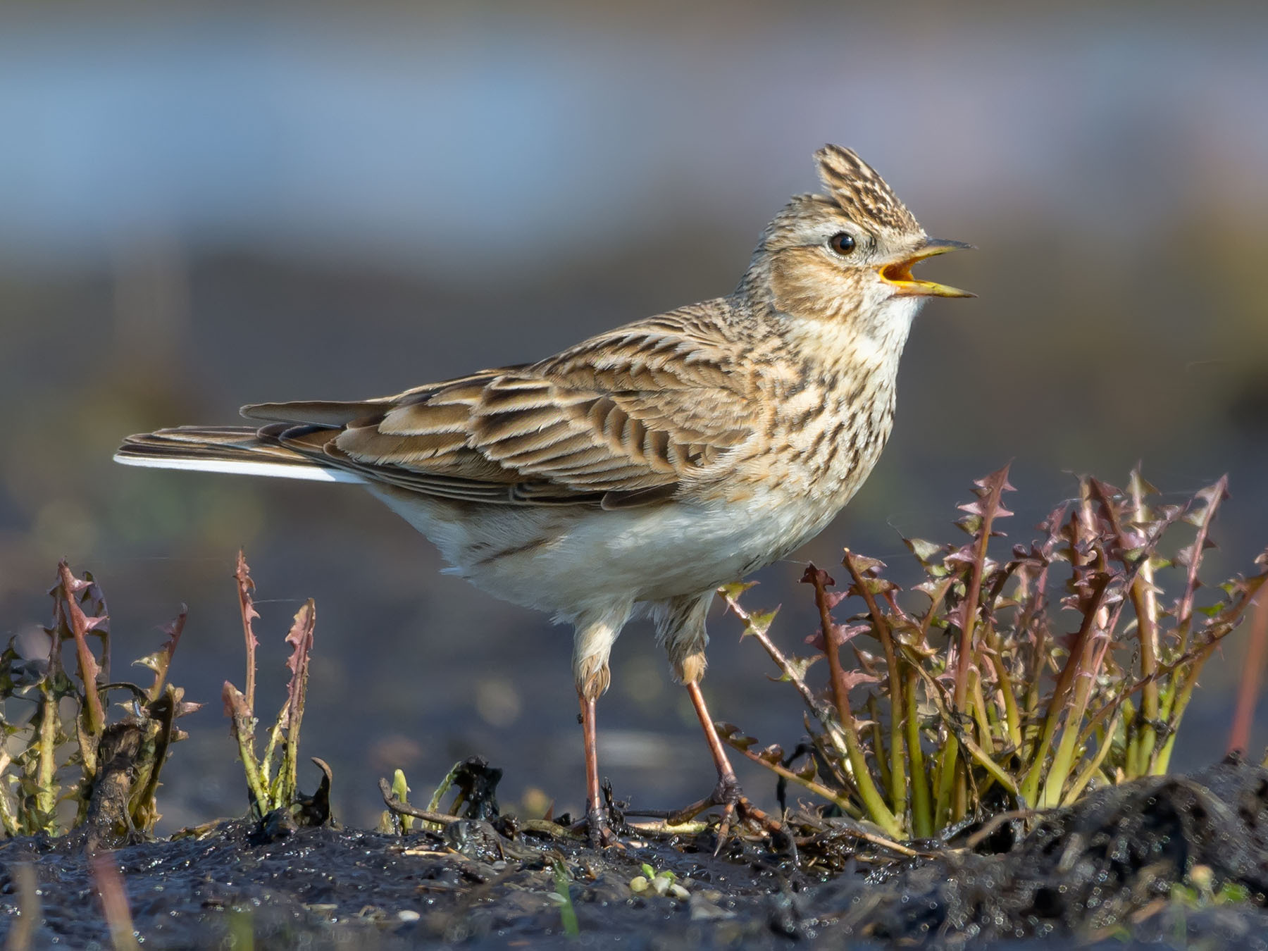 Eurasian Skylark | Birdfact