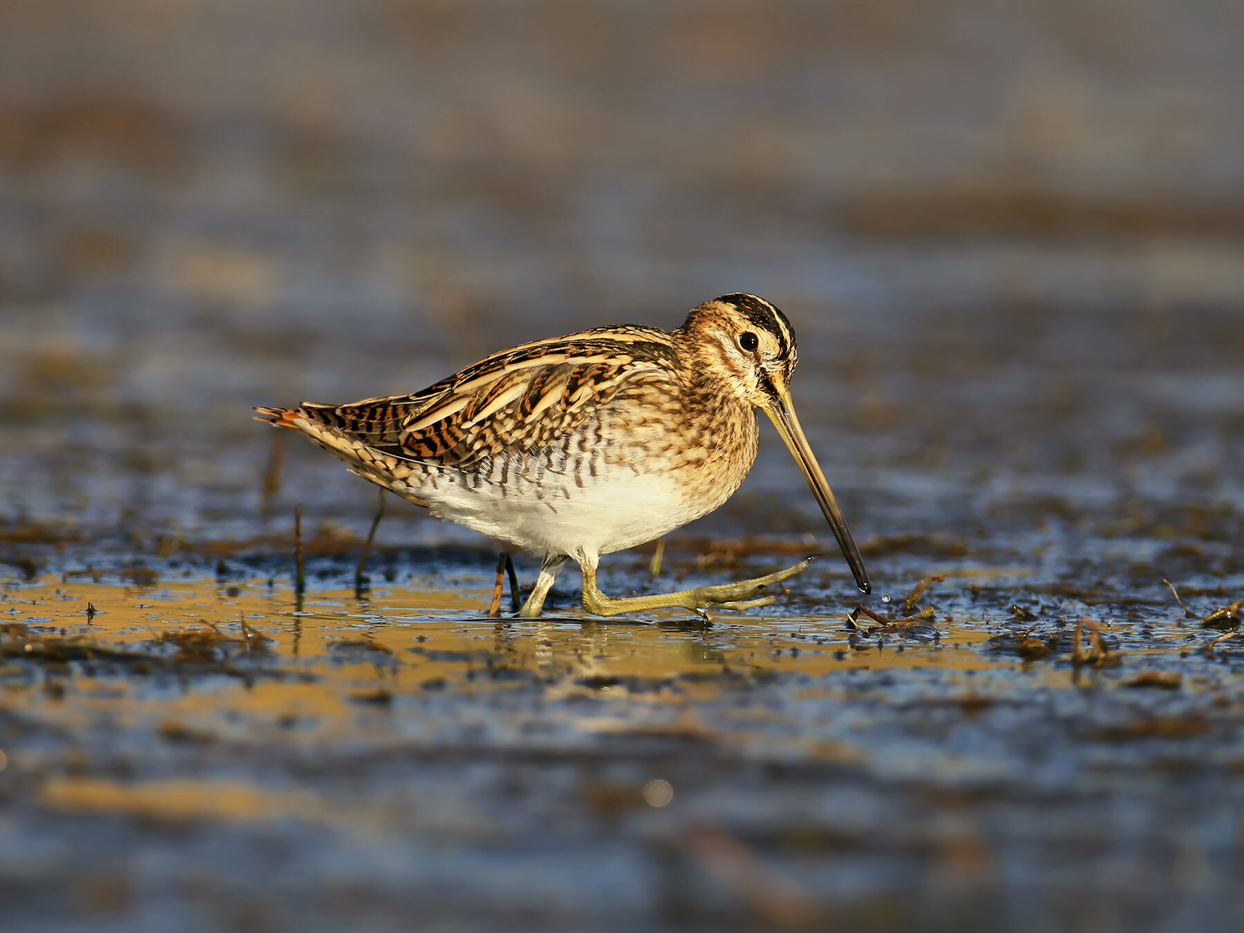 What Are The Slowest Birds In The World? (On Land, Level Flight + More ...
