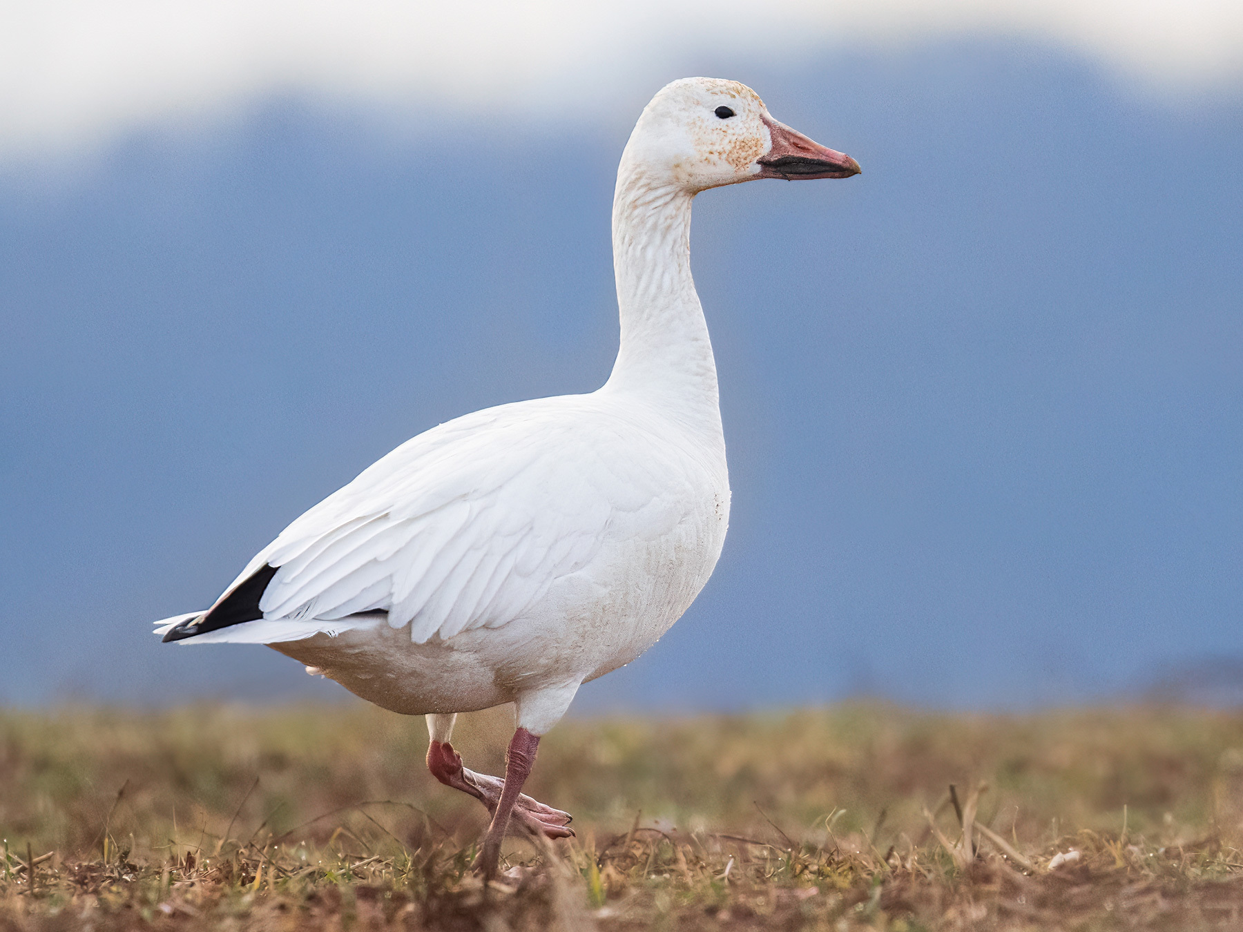Snow Goose | Birdfact