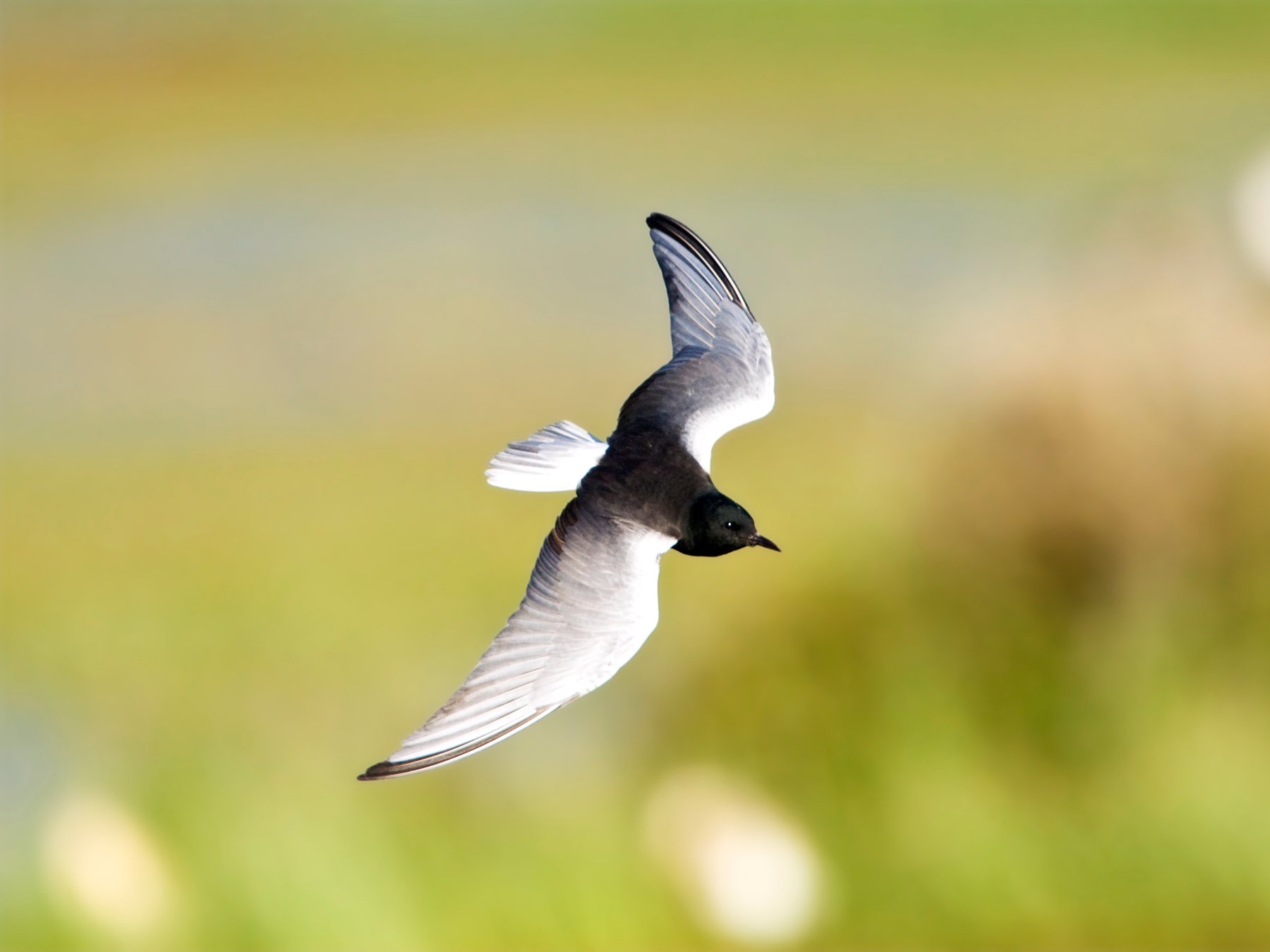 White-winged Tern — Facts, Habitat & Identification | Birdfact | Birdfact