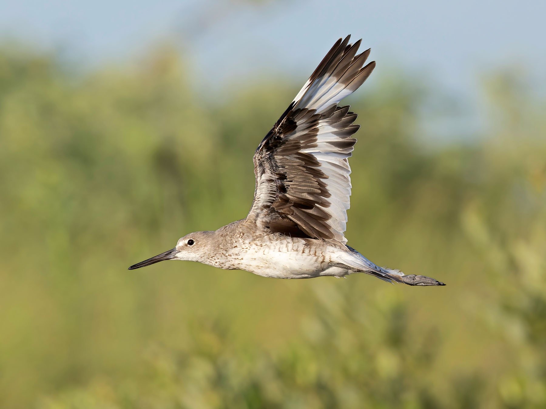 Willet — Facts, Habitat & Identification | Birdfact | Birdfact