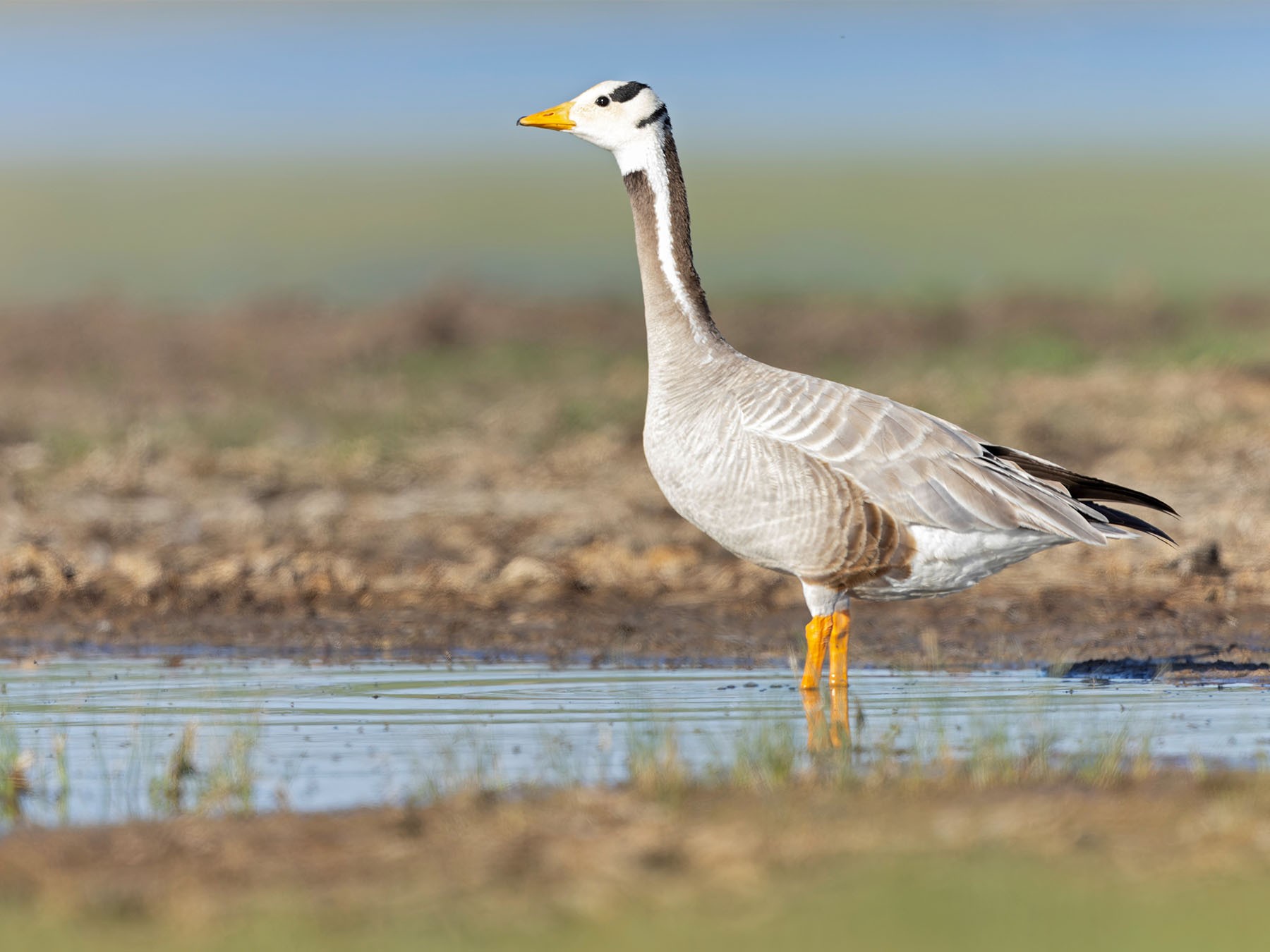 Bar-headed Goose — Facts, Habitat & Identification | Birdfact | Birdfact