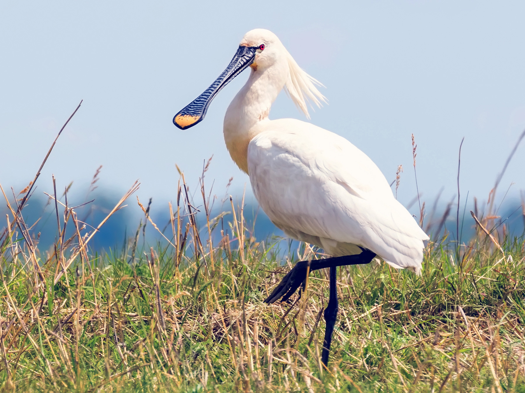 Eurasian Spoonbill | Birdfact