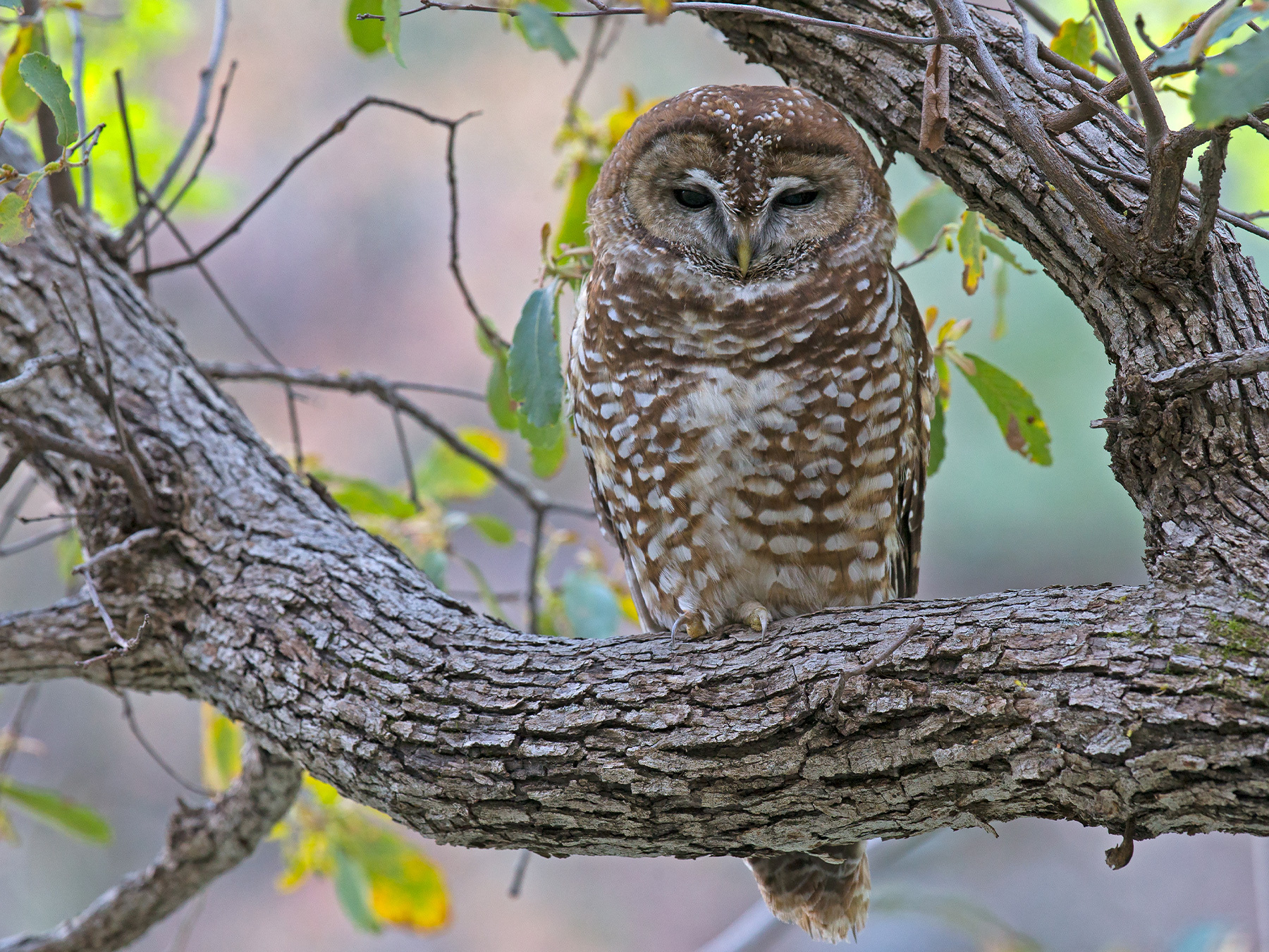 Spotted Owl | Birdfact