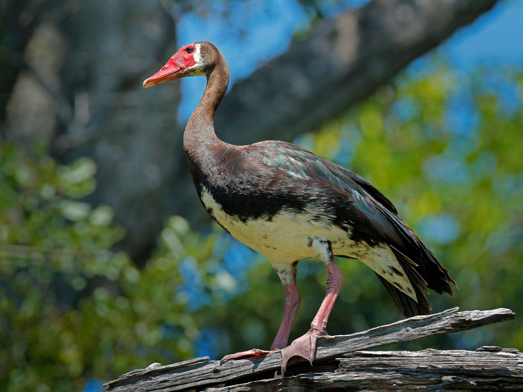 Spur-winged Goose | Birdfact