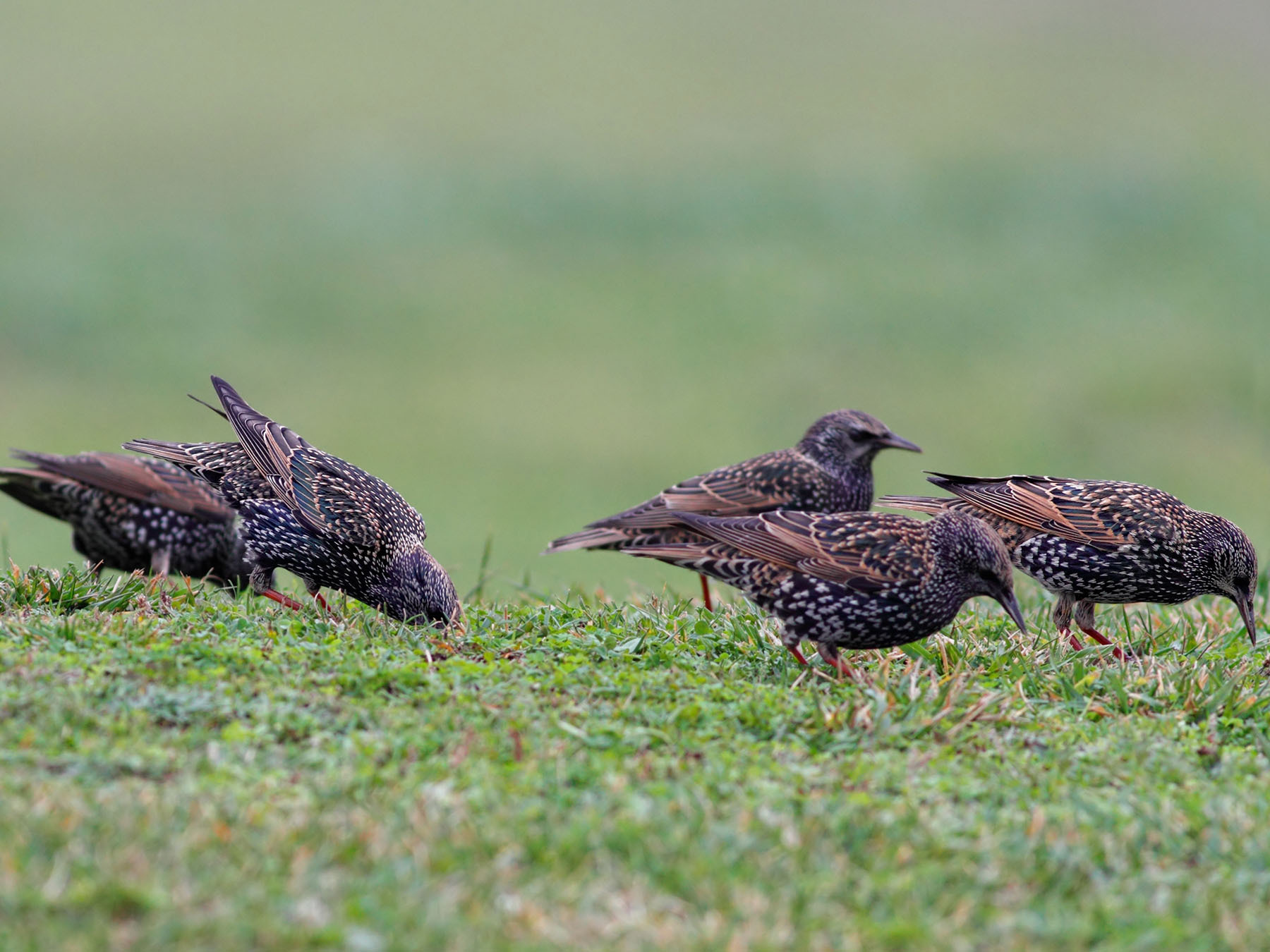 Starlings Flocking Behavior