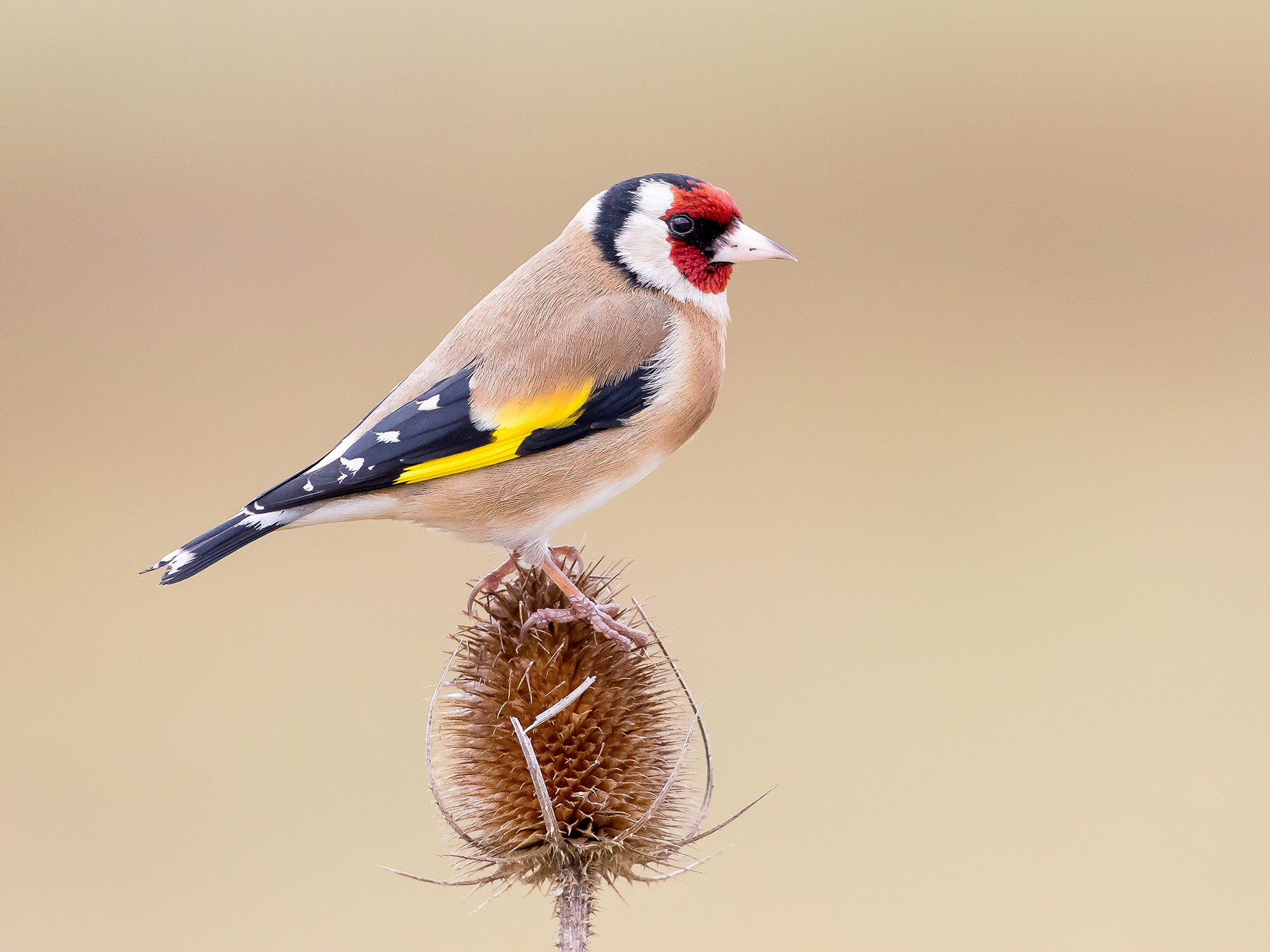 What Do European Goldfinches Eat? Diet, Seeds & Garden Feeding Guide ...