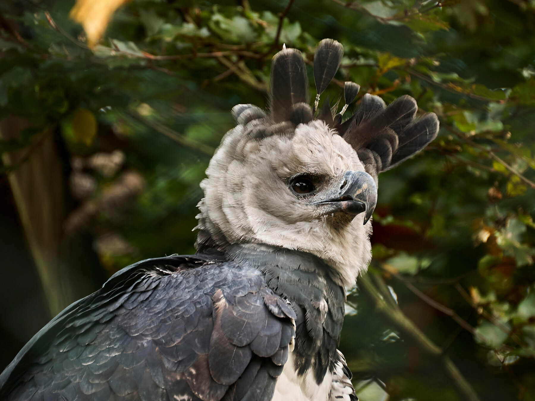 Harpy Eagle Grabs Sloth A Harpy Eagle Snatching A Sloth Out Of A Tree