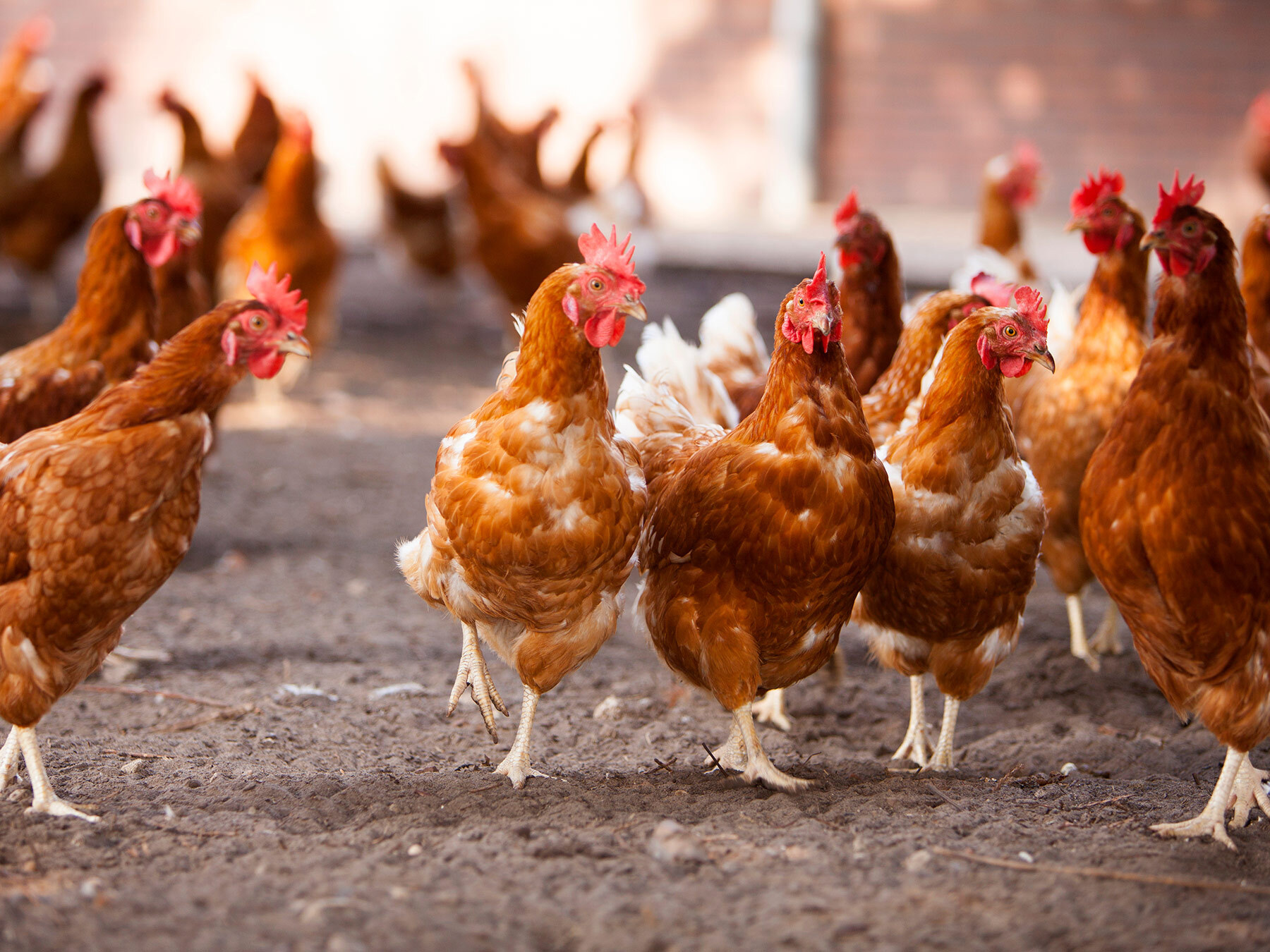What is a Group of Chickens Called? (Complete List + Why?) | Birdfact