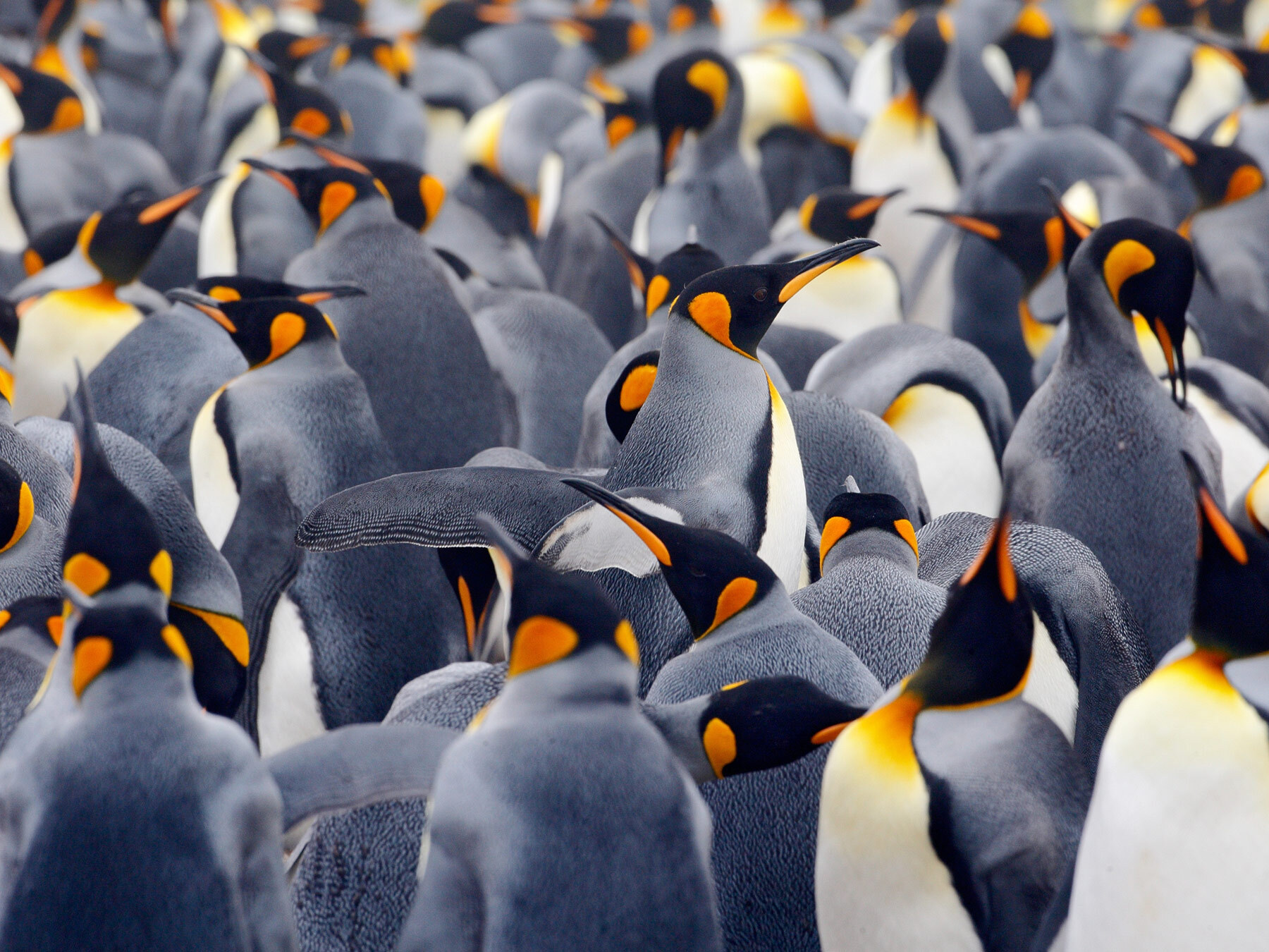 Two Groups Of Penguins Meet