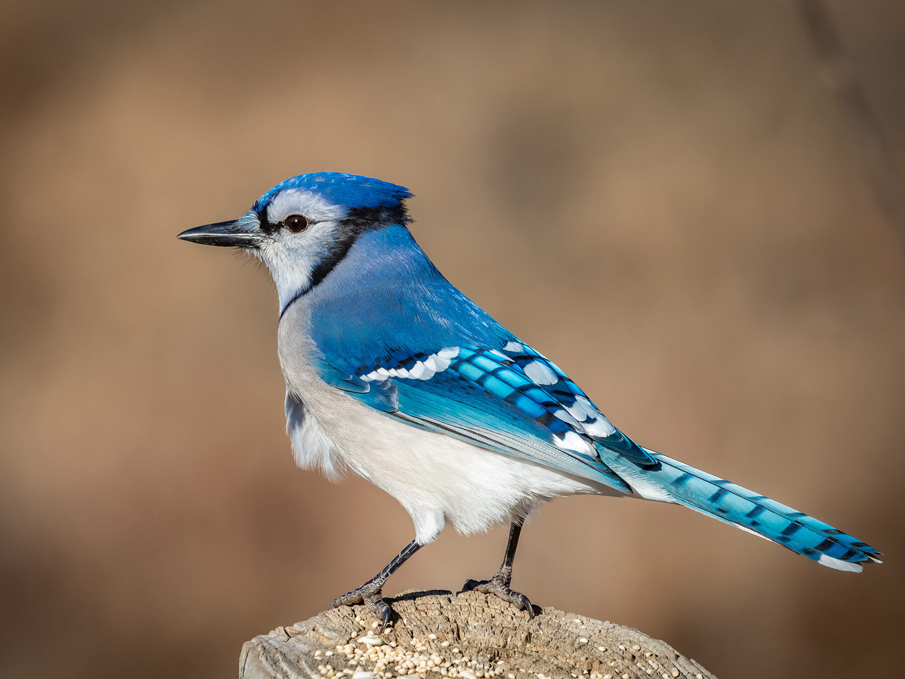 Where Do Blue Jays Live? (Habitat + Distribution) | Birdfact