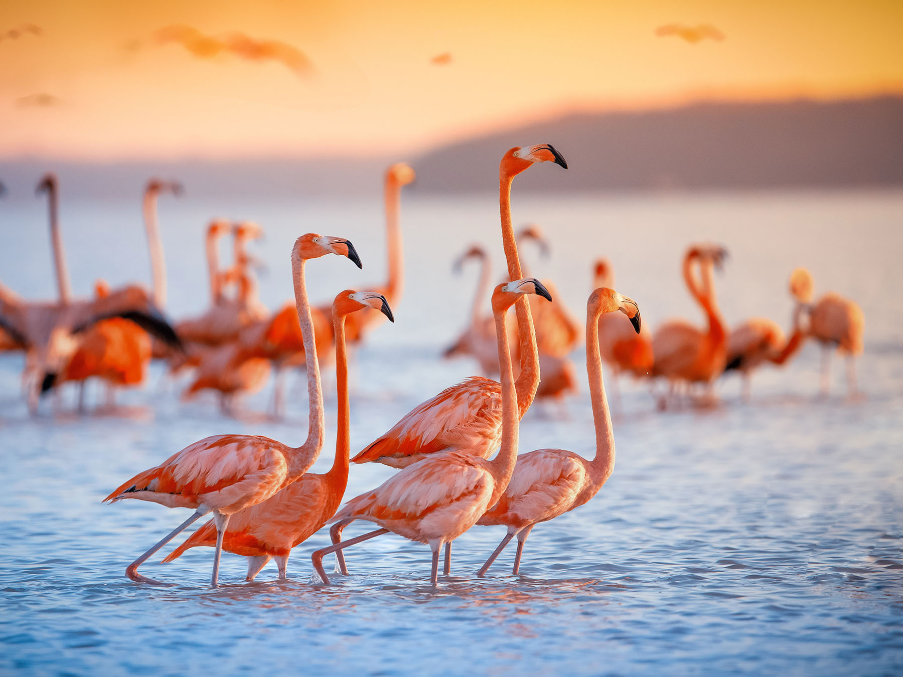 Where Do Flamingos Live? (Habitat, Range + Distribution) | Birdfact
