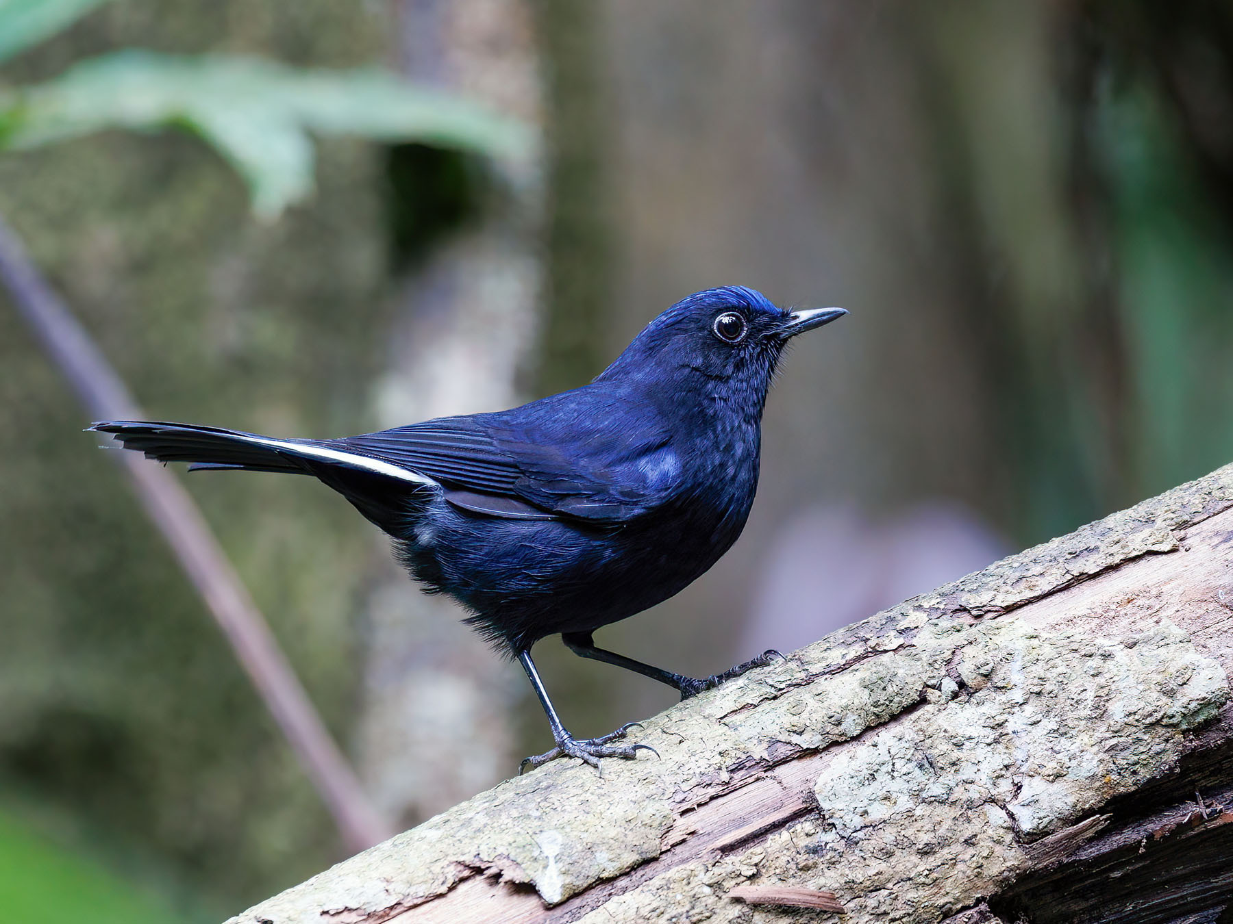White-tailed Robin | Birdfact