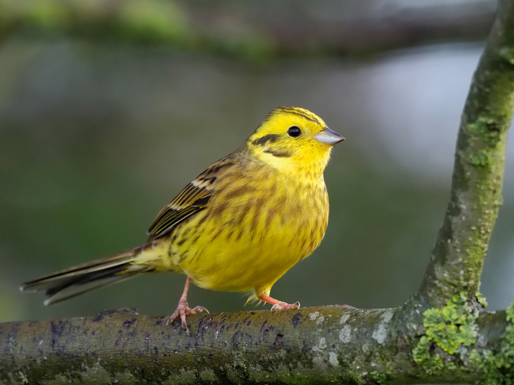 Yellowhammer | Birdfact
